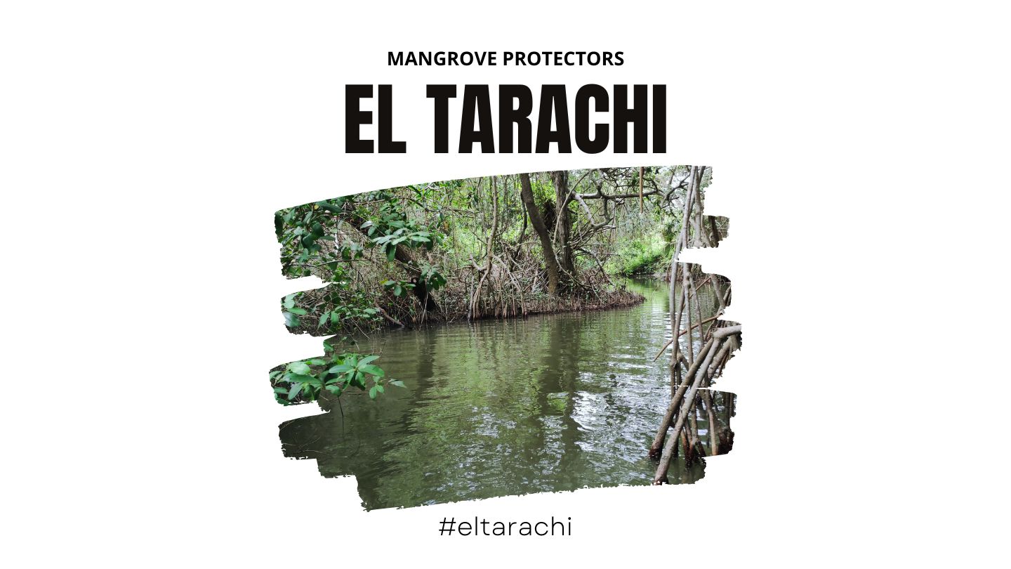 Ejido El Tarachi - Mangrove Protectors #eltarachi
