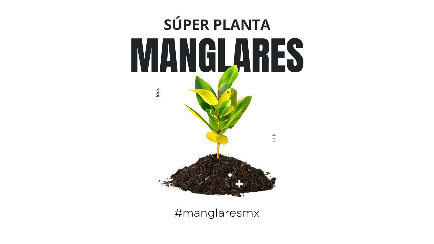 SÚPER PLANTA - Manglares #manglares #manglaresmx